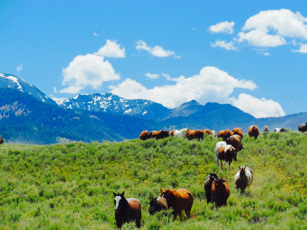 Go West at Full Speed: Silver Spur Ranch’s Horse Drives | HORSE NATION