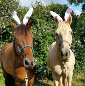 8 Readers’ Horses Wearing Bunny Ears | HORSE NATION