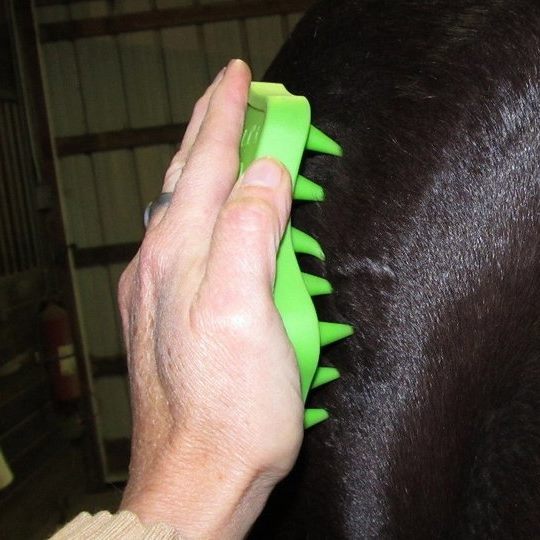 Product Review: Posture Prep Cross-Fiber Groomer, Part II | HORSE NATION