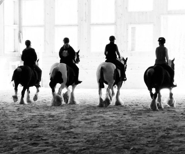 Dungarvan Feather’s Gypsy Cobs Add Color (and Feathers) to Rolex 2016 ...