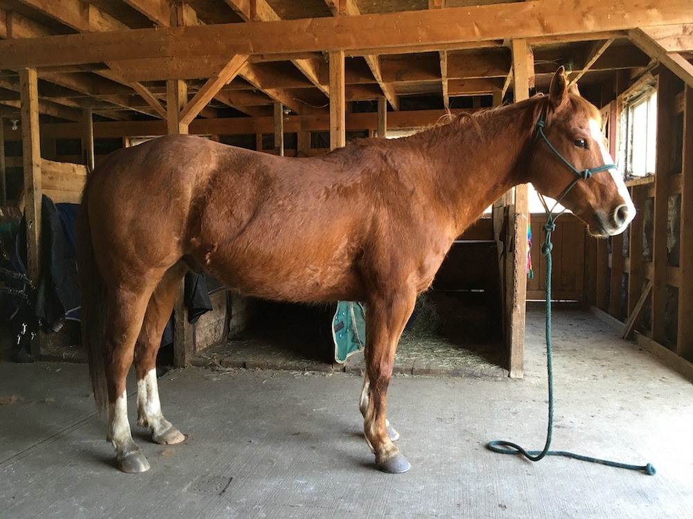 Product Review: Posture Prep Cross-Fiber Groomer, Part II | HORSE NATION