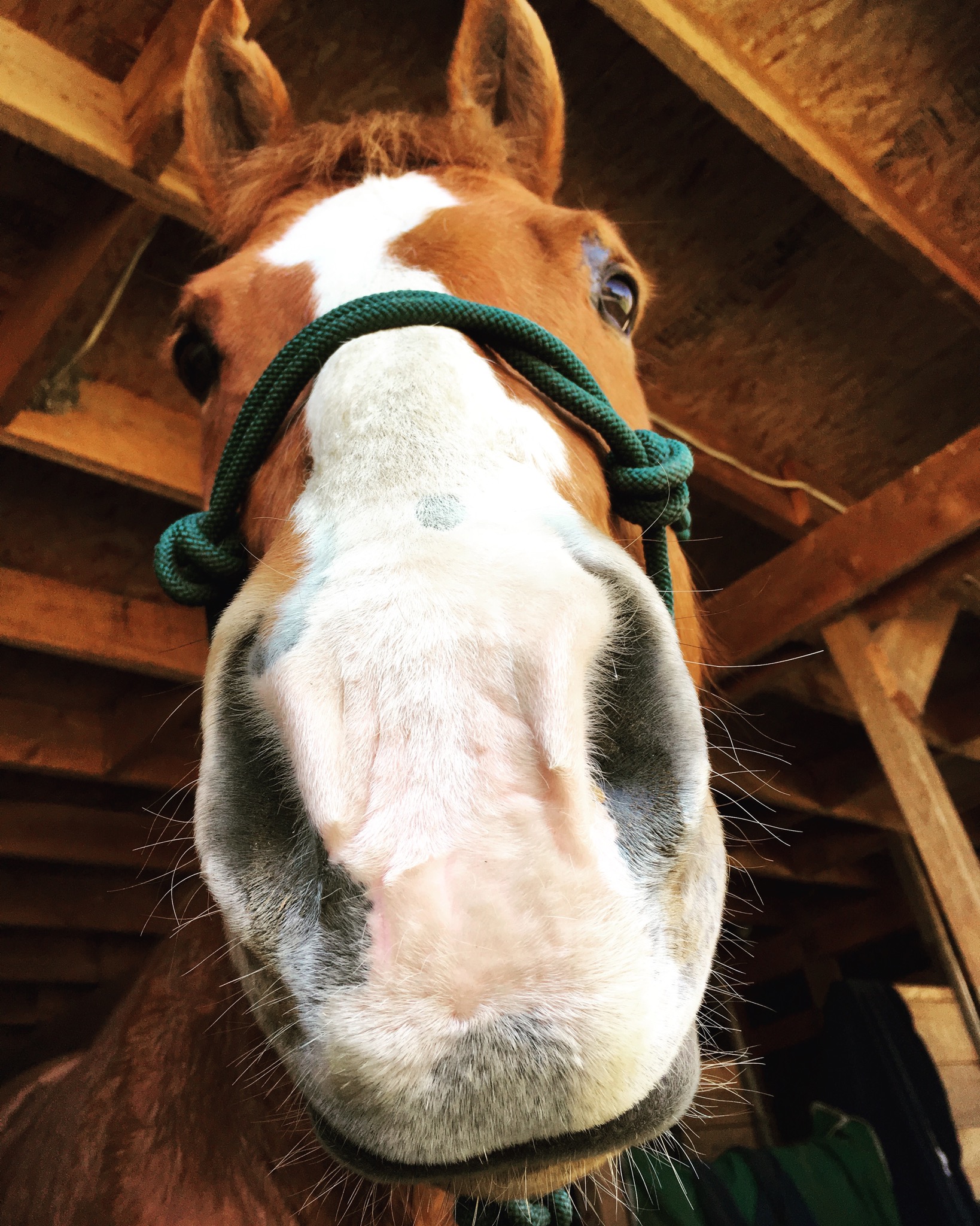 Product Review: Posture Prep Cross-Fiber Groomer, Part II | HORSE NATION