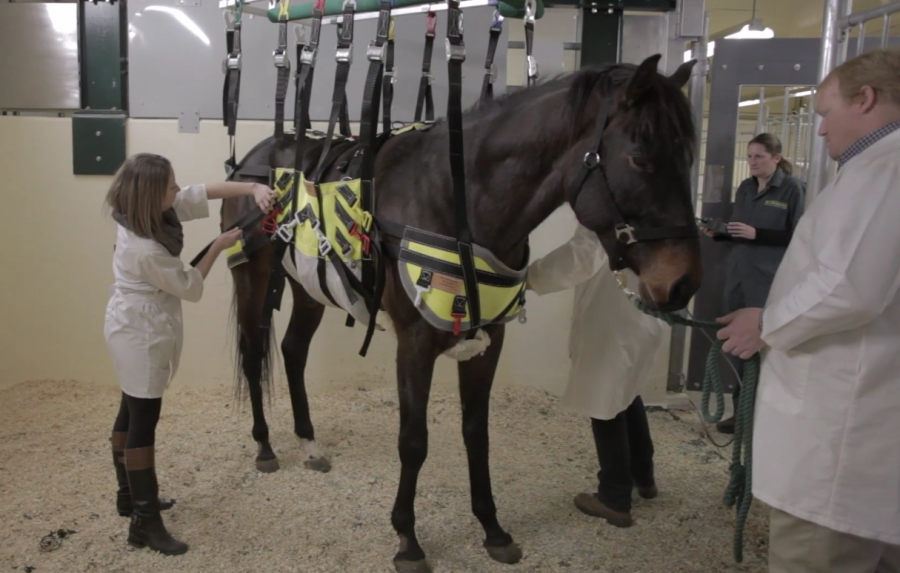 Innovative Robotic Lift System Could Change Outcome for Major Equine ...