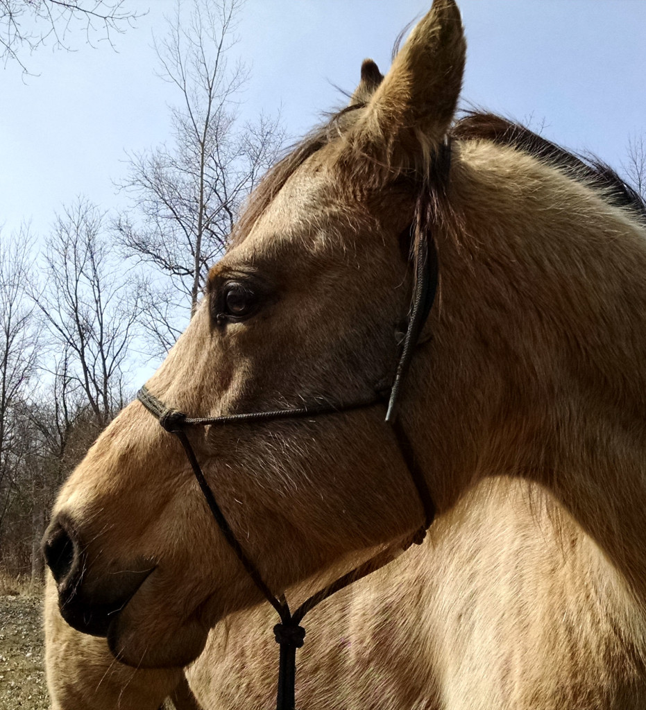 Horse Nation DIY with DMVentions: Breakaway Rope Halters & Quick ...