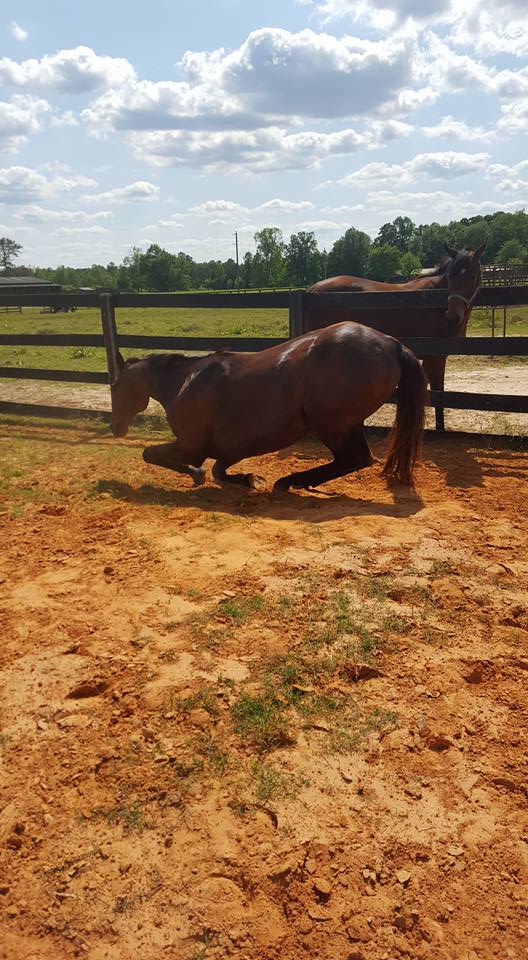 46 Horses We’d Roll With | HORSE NATION