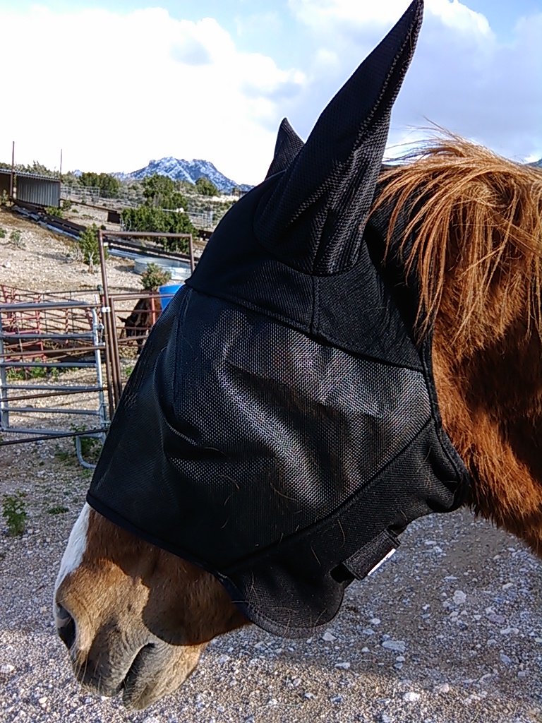 Product Review: Absorbine UltraShield Fly Mask | HORSE NATION