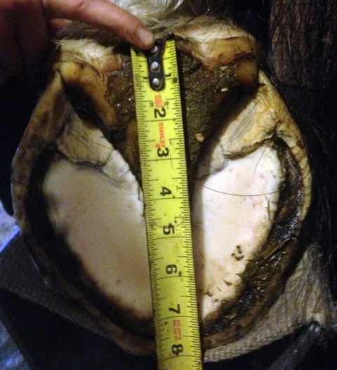 Foot Fetish: Hoof Health, Form & Function | HORSE NATION