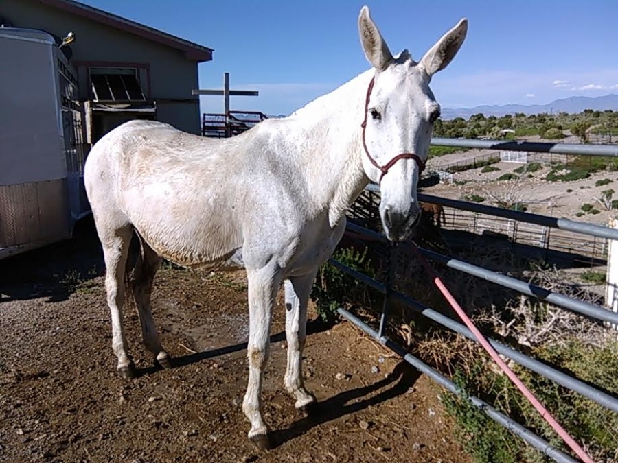 #TBT: 20 Things Mule Owners Are Tired of Hearing | HORSE NATION