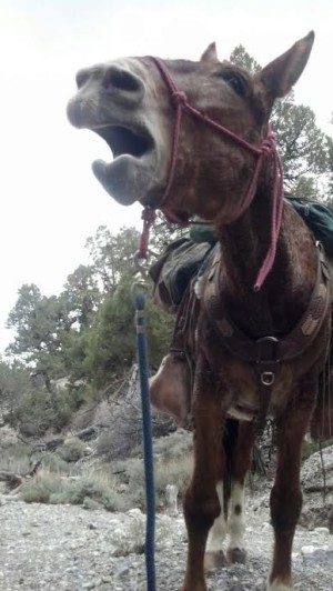 #TBT: 20 Things Mule Owners Are Tired of Hearing | HORSE NATION