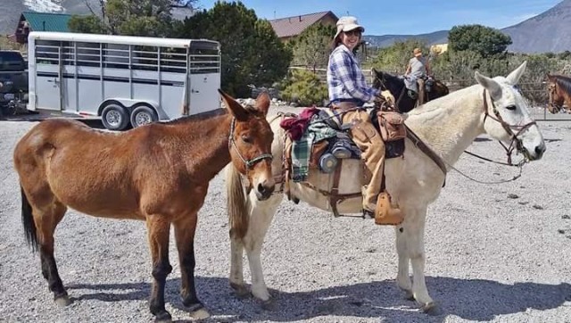 #TBT: 20 Things Mule Owners Are Tired of Hearing | HORSE NATION