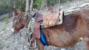 #TBT: 20 Things Mule Owners Are Tired of Hearing | HORSE NATION