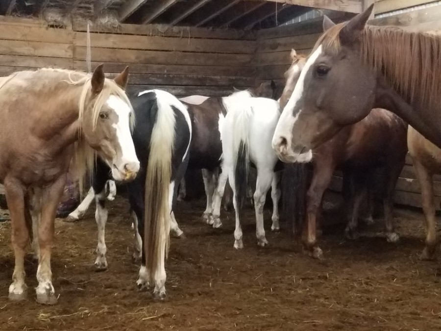 Slaughter-Bound Horses Survive Trailer Wreck, Get Second Chance | HORSE ...