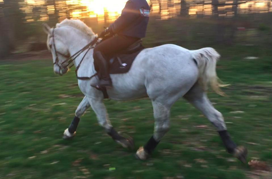 Why It’s Dangerous To Be the Jumping Percheron | HORSE NATION