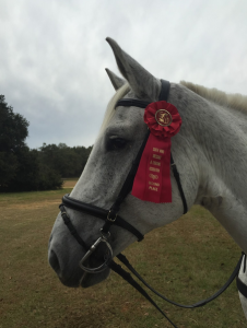 Why It’s Dangerous To Be the Jumping Percheron | HORSE NATION