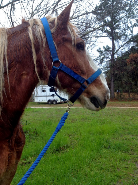 Bringing Wes Home: Part III | HORSE NATION