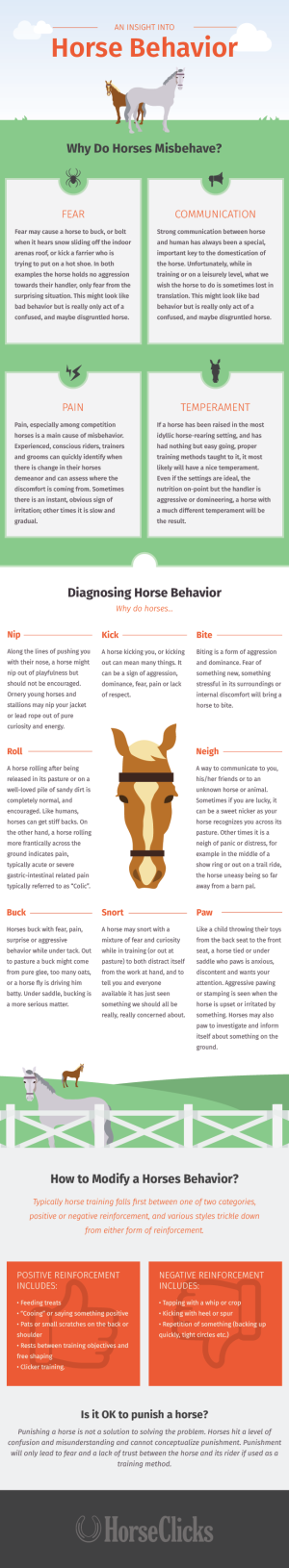 Infographic: Horse Behavior | HORSE NATION