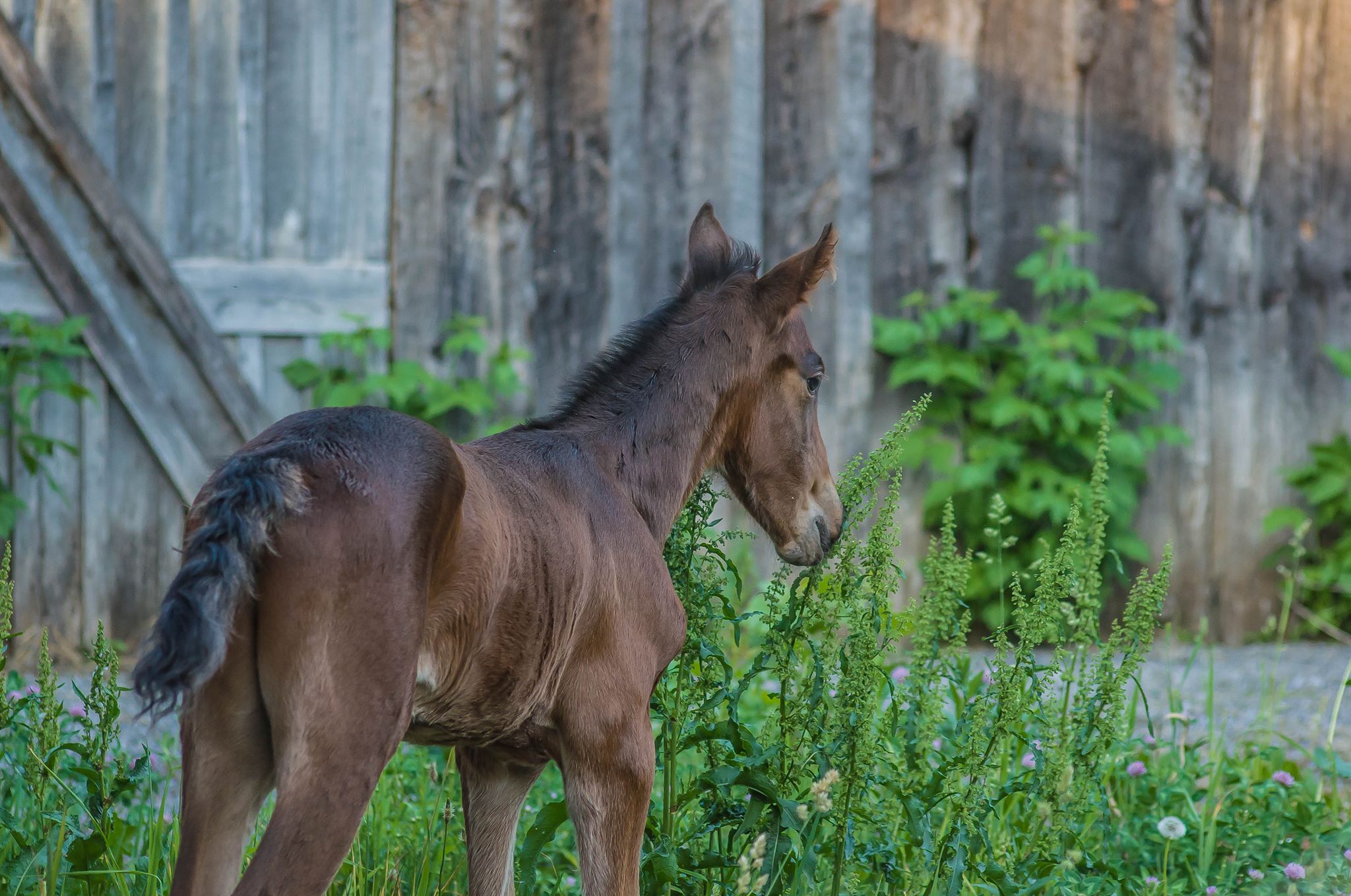 Photo Challenge: 26 Too-Cute Foals | HORSE NATION