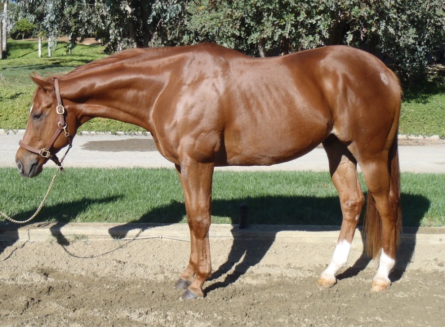 Balancing the Horse: A Closer Look at Posture, Part I | HORSE NATION