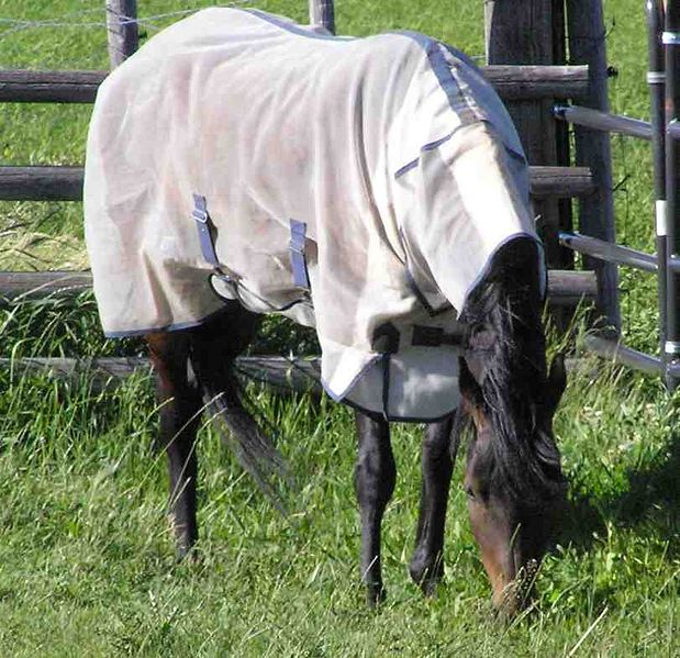 How to Prepare for Fly Season | HORSE NATION