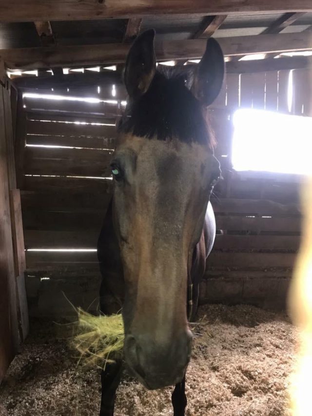 The Horsey Haircut That Destroyed the Internet… & More | HORSE NATION