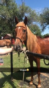 The Horsey Haircut That Destroyed the Internet… & More | HORSE NATION