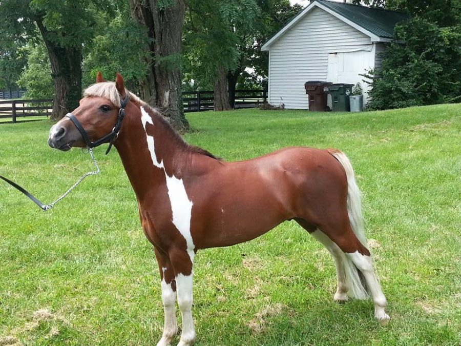 The Horsey Haircut That Destroyed the Internet… & More | HORSE NATION