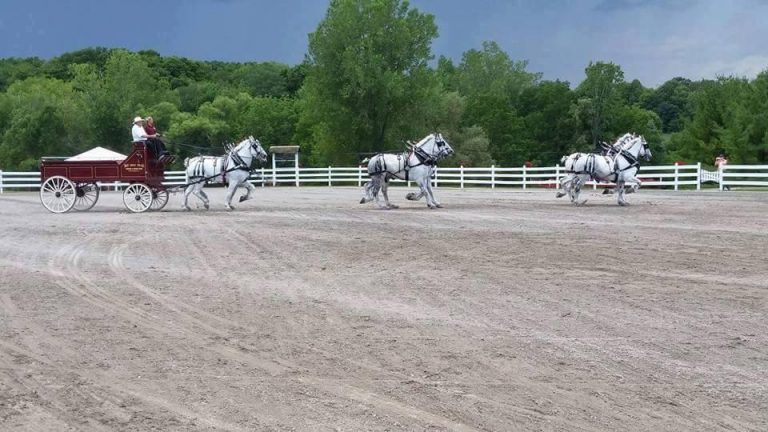 What Hitch Will David Rohrbach Come Up With Next? | HORSE NATION