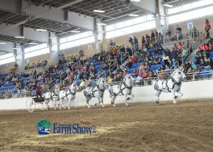 What Hitch Will David Rohrbach Come Up With Next? | HORSE NATION