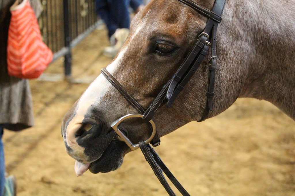 Photo Challenge: 8 Tongue-Out Horses (Best of Show) | HORSE NATION