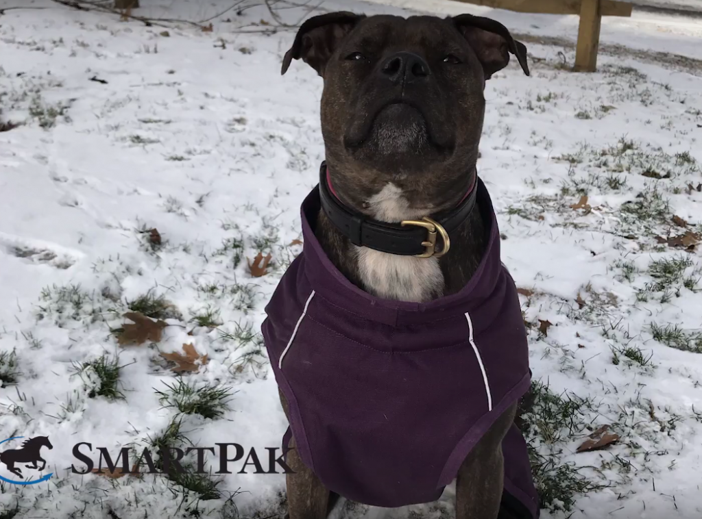 SmartPak Monday Morning Feed: Dog Gear Reviews | HORSE NATION