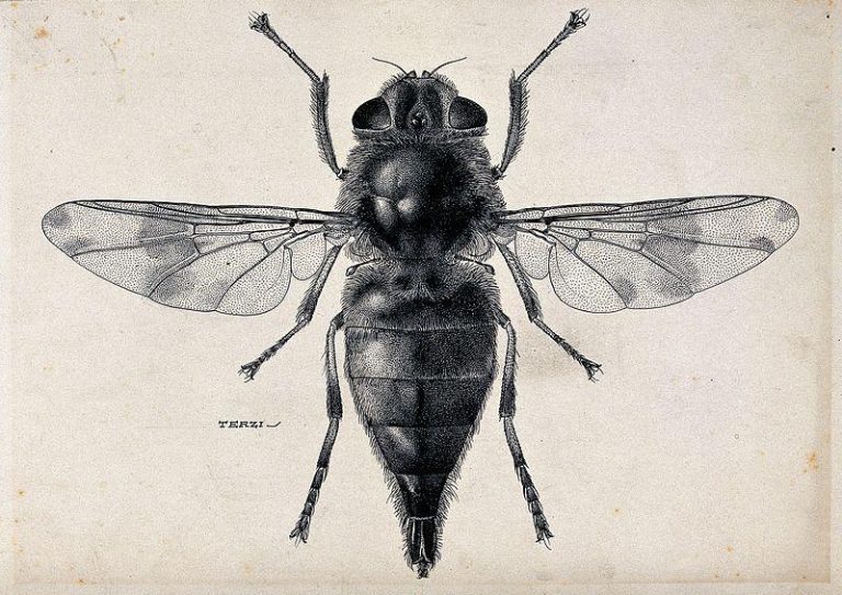 The Villainous Bot Fly & What To Do About It | HORSE NATION