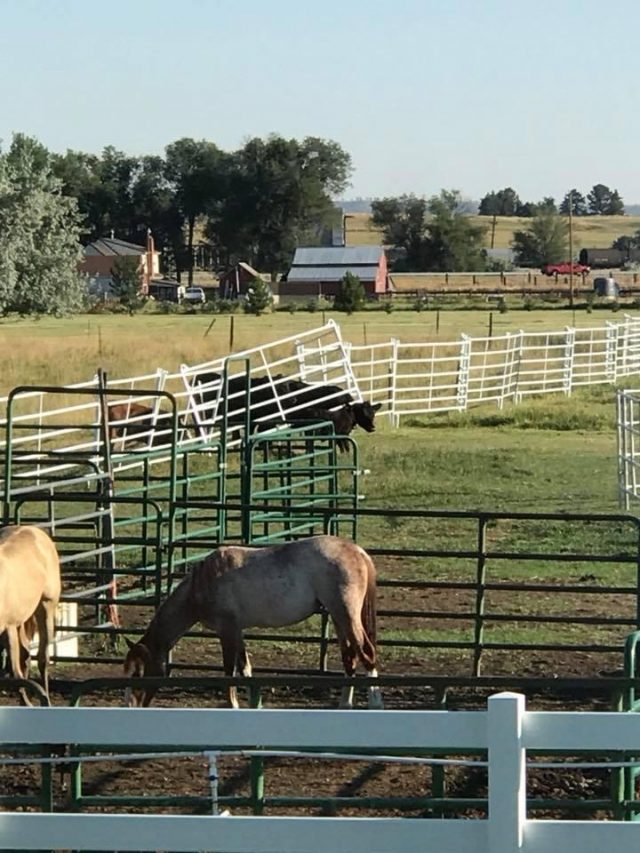 Photo Challenge: 7 Farm Fails | HORSE NATION