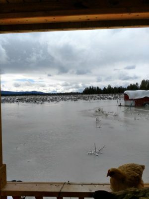 Photo Challenge: 7 Farm Fails | HORSE NATION