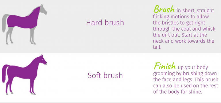Info Graphic: Horse Grooming | HORSE NATION