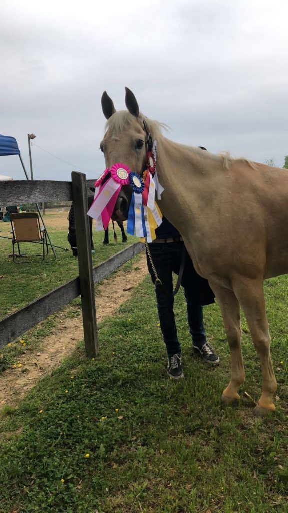 Rescue Horse & Young Rider Make Heroic Ride to Catch Loose Horse ...
