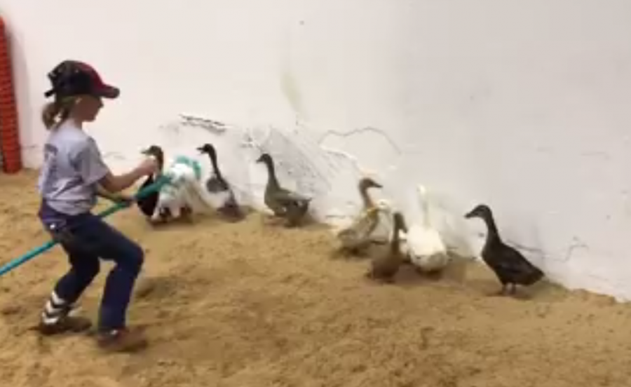 Lighthoof Tuesday Video: Duck Cutting | HORSE NATION