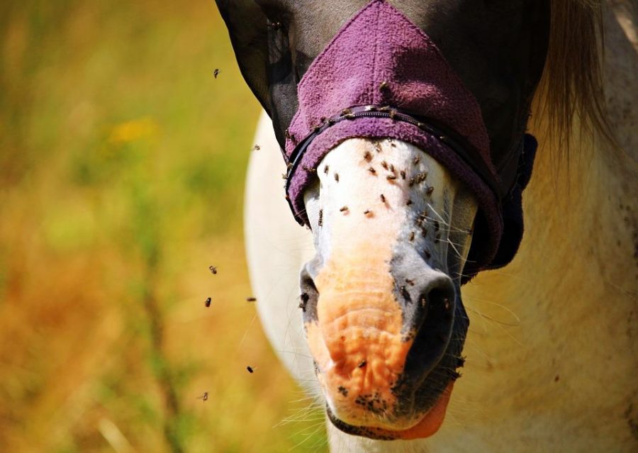 Horses & Insects: Using Pest Predators For Insect Control | HORSE NATION