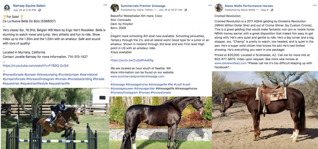 Horses & Social Media: Horse Selling 101 | HORSE NATION