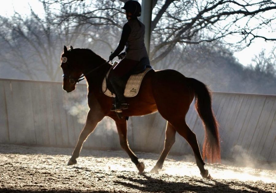Your Turn: From Rescue to Rehoming: The Story of 5 Rescue Horses ...