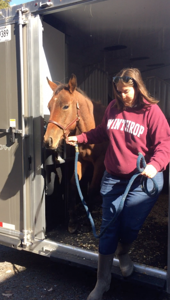 Happy, Healthy & Horsey: Handling the Holidays, Thanksgiving Edition ...