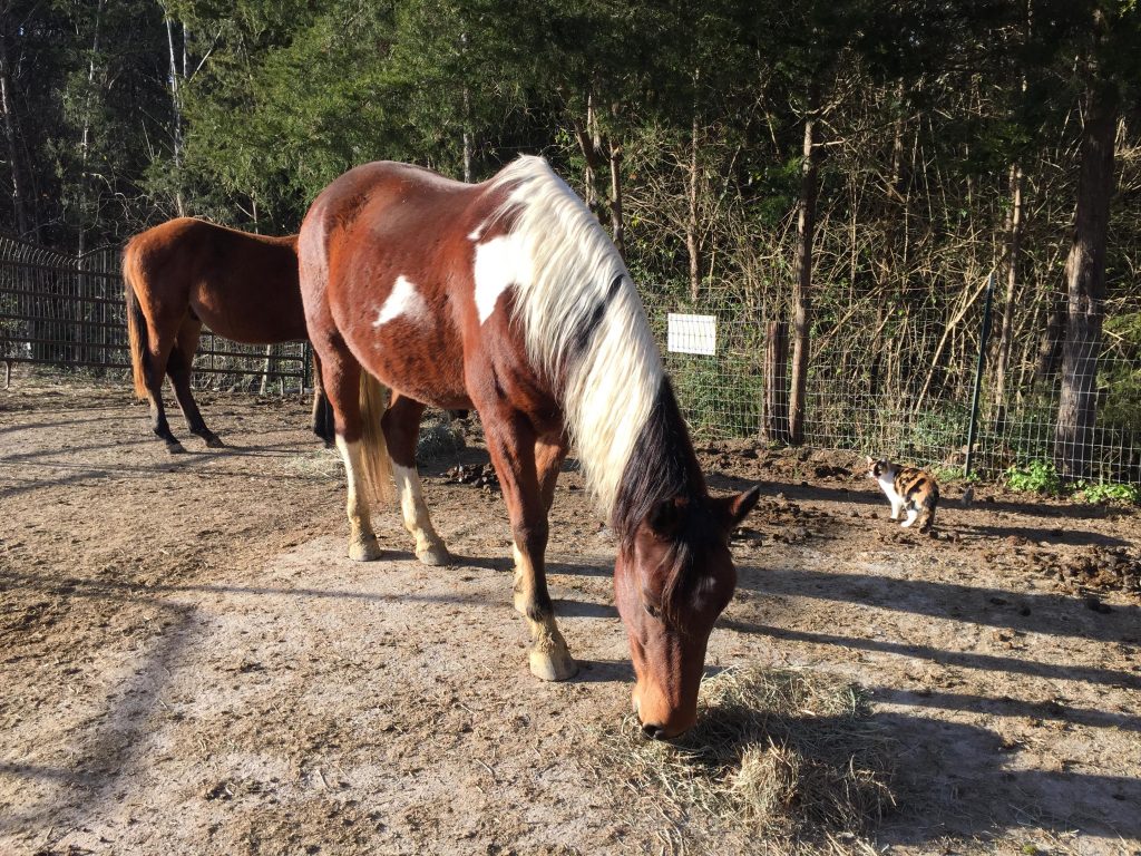 Happy, Healthy & Horsey: Perspective | HORSE NATION