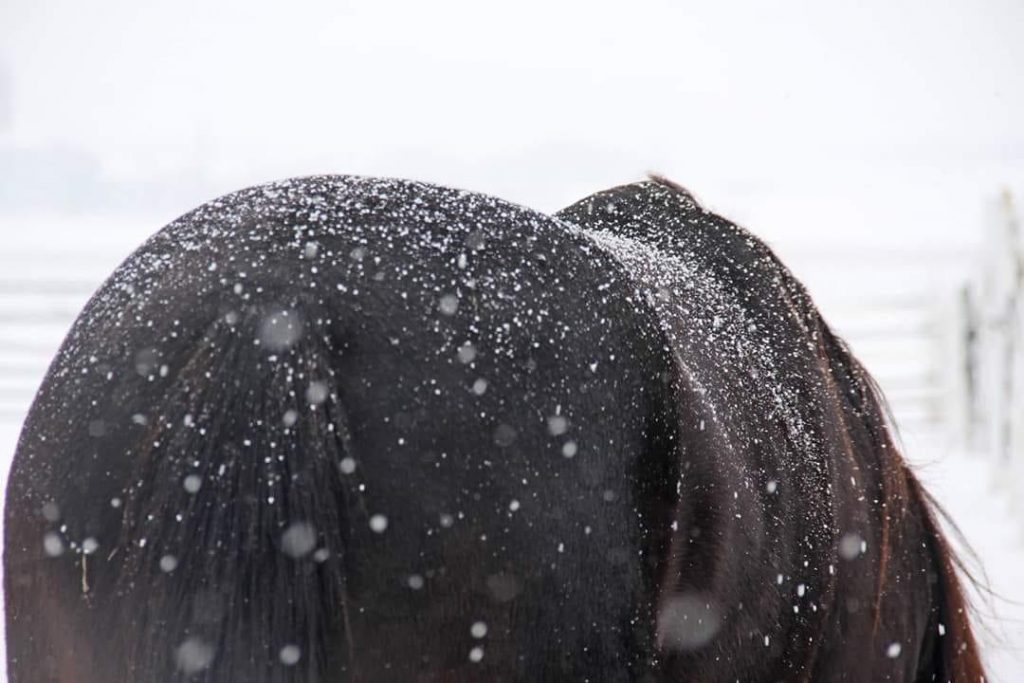 Photo Challenge: 14 Snowflaked Horses, Best in Show | HORSE NATION