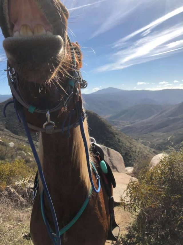 Photo Challenge: 20 Super Derpy Horse Faces | HORSE NATION