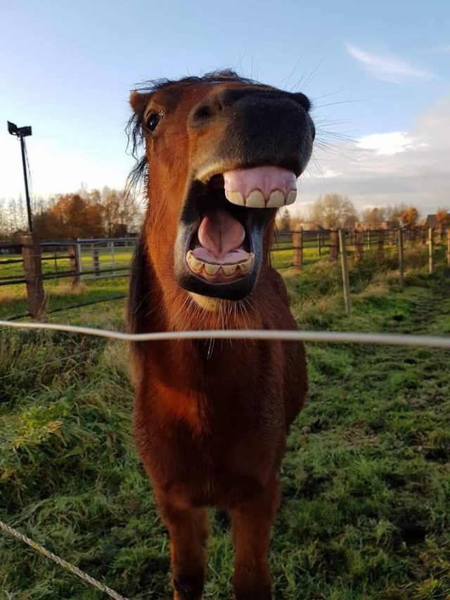 Photo Challenge: 20 Super Derpy Horse Faces | HORSE NATION