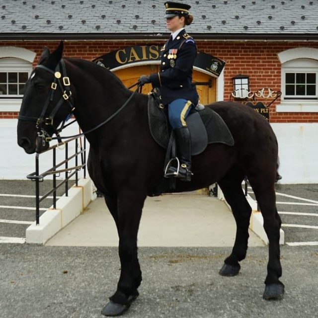 Behind the Scenes With the US Army Caisson & Caparison Platoon | HORSE ...