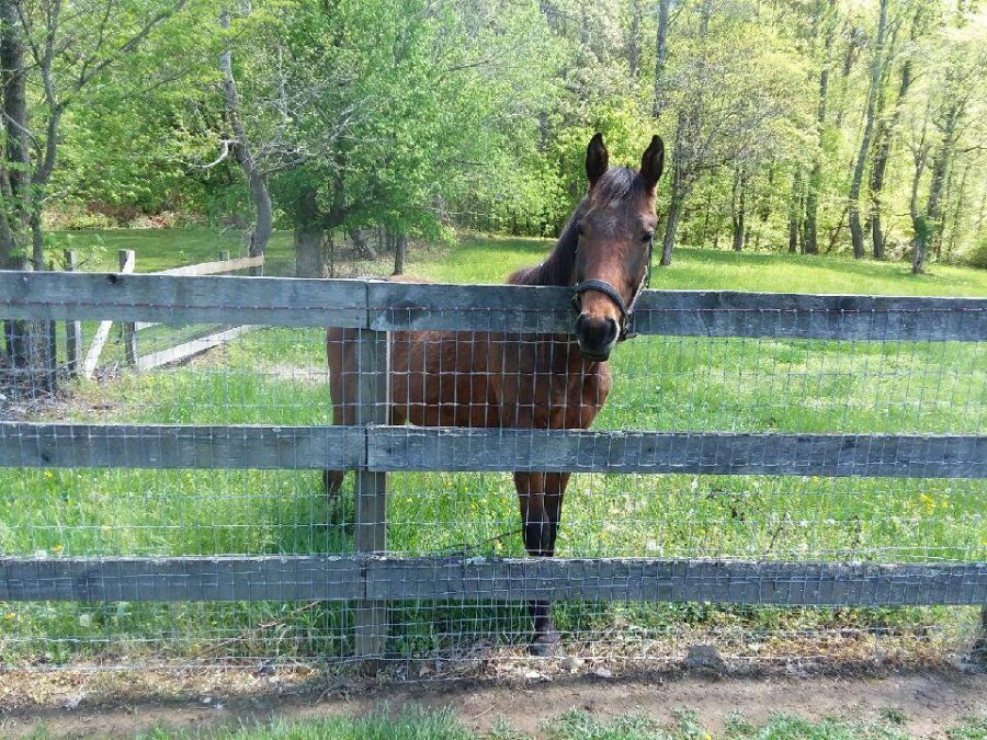 Happy, Healthy, & Horsey: Spring Fever | HORSE NATION