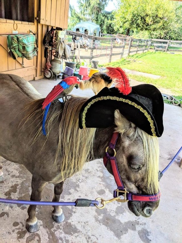 Photo Challenge: Our Favorite 10 Horses in Hats | HORSE NATION
