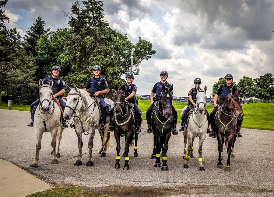 Buzz the Police Horse: Educating People About Mounted Patrol One Fan At ...