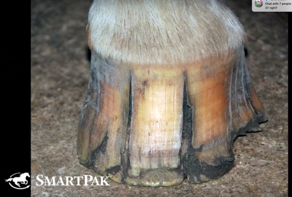 SmartPak Monday Morning Feed: Hoof Cracks in Horses | HORSE NATION