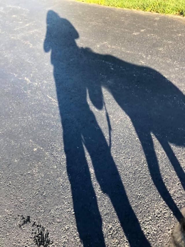 Photo Challenge: 30 Shadows and Unique Angles | HORSE NATION